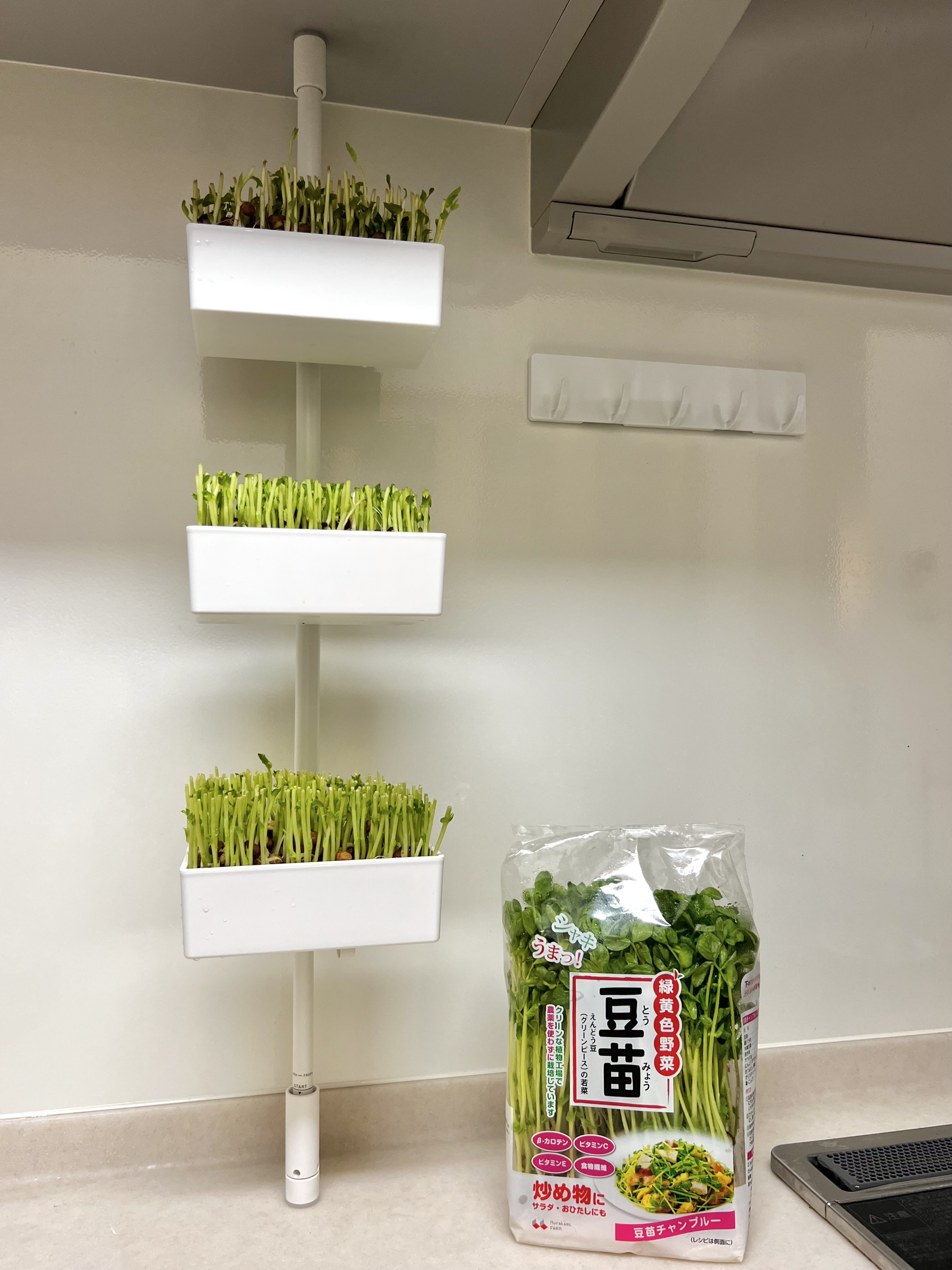 つっぱり収納ブランド『タテッコ』がボックスを使った“無限豆苗”セットの作り方を紹介 | ARETTO(アレット)